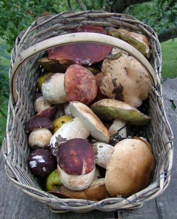 Risotto ai Porcini - Cooking in Toscana